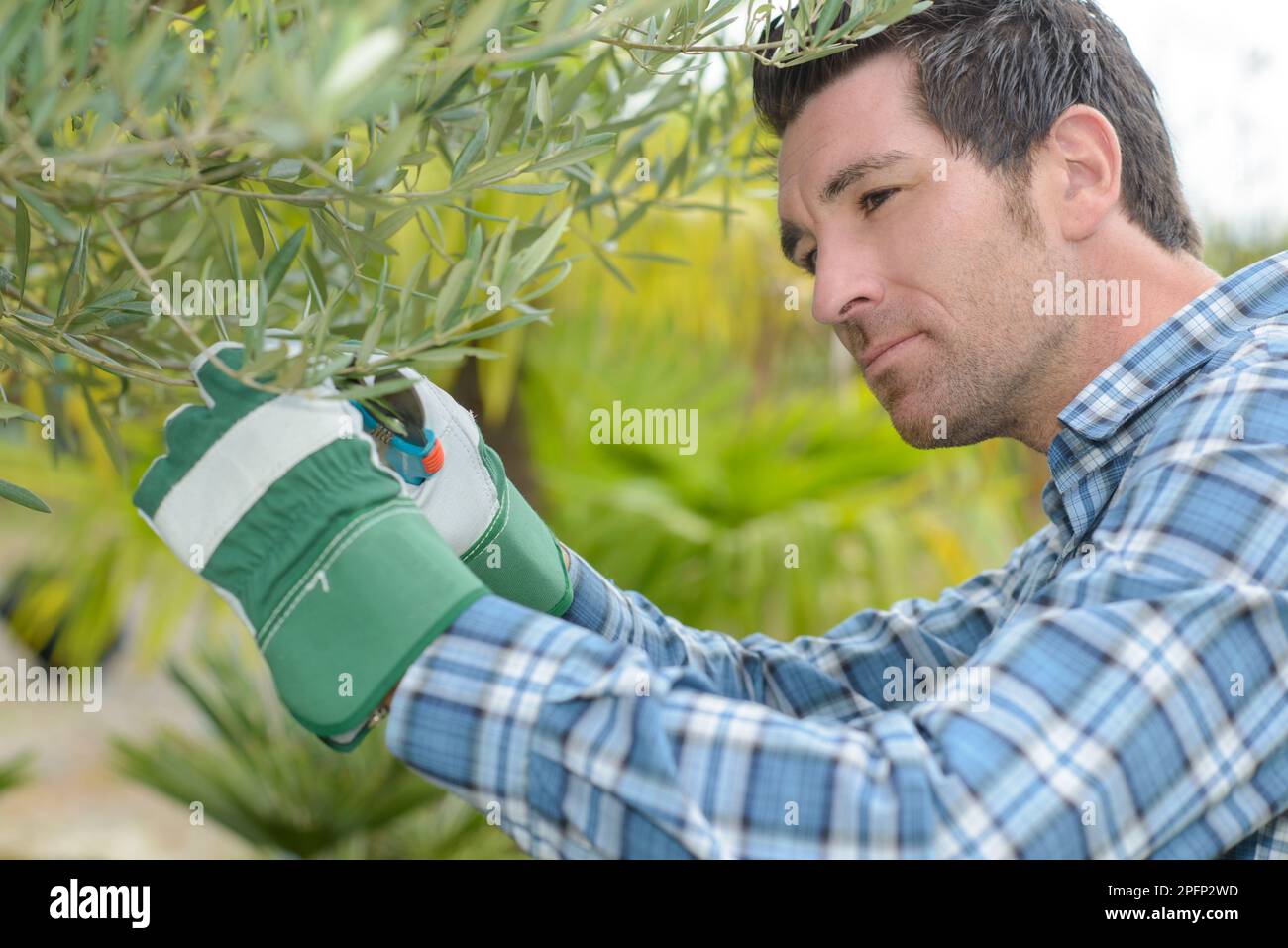 portrait of man pruning olive tree Stock Photo - Alamy