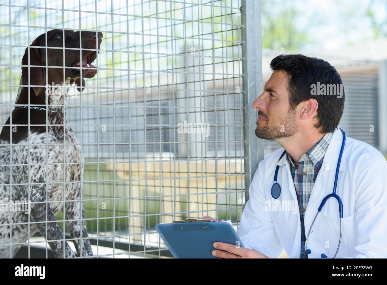 vet checking dog in cage Stock Photo - Alamy