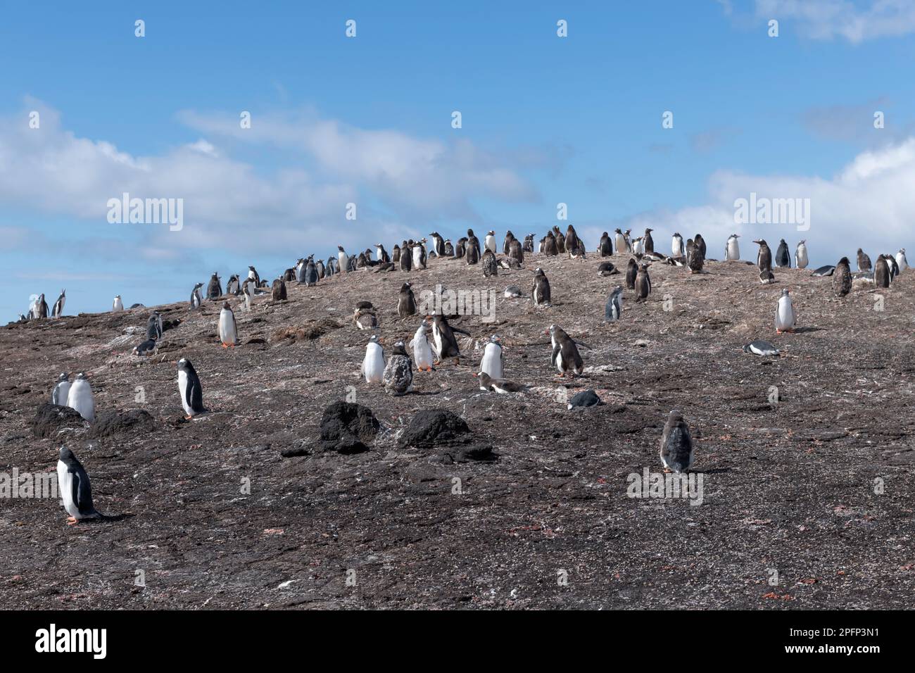 Penguins chiks hi-res stock photography and images - Alamy