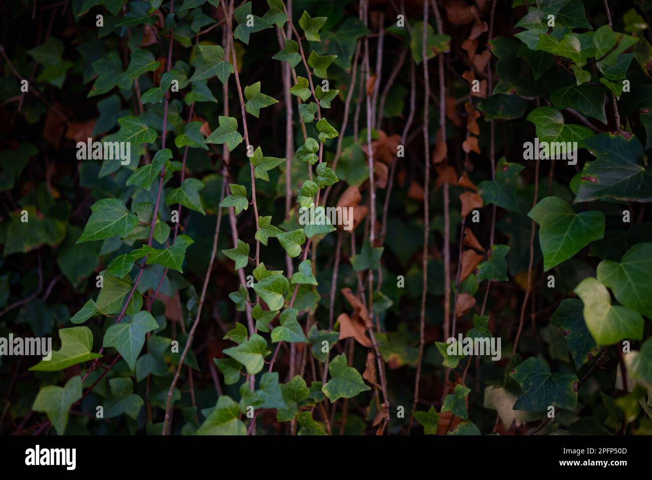 Mostly blurred Canary Ivy leaves background. Green foliage Stock Photo ...