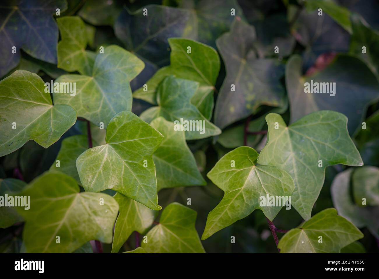 Mostly blurred Canary Ivy leaves background. Green foliage Stock Photo ...