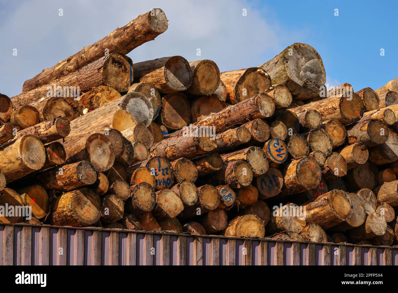 Duisburg, North Rhine-Westphalia, Germany - Timber storage, tree trunks ...