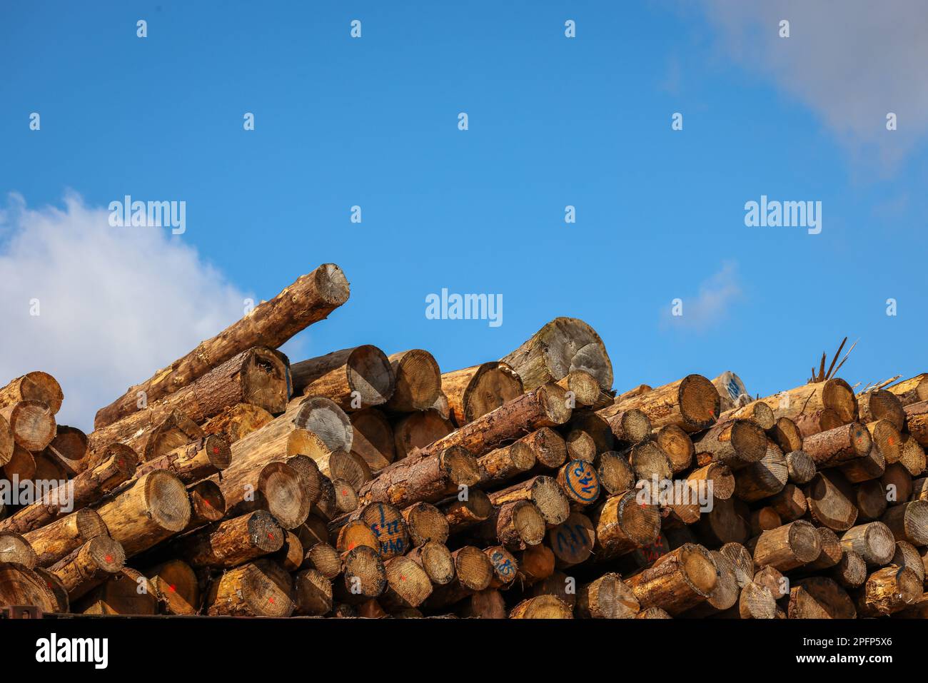 Duisburg, North Rhine-Westphalia, Germany - Timber storage, tree trunks ...
