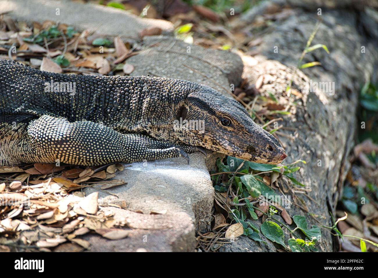 Monitor Lizard in Lumphini Park a large green space with lakes in ...
