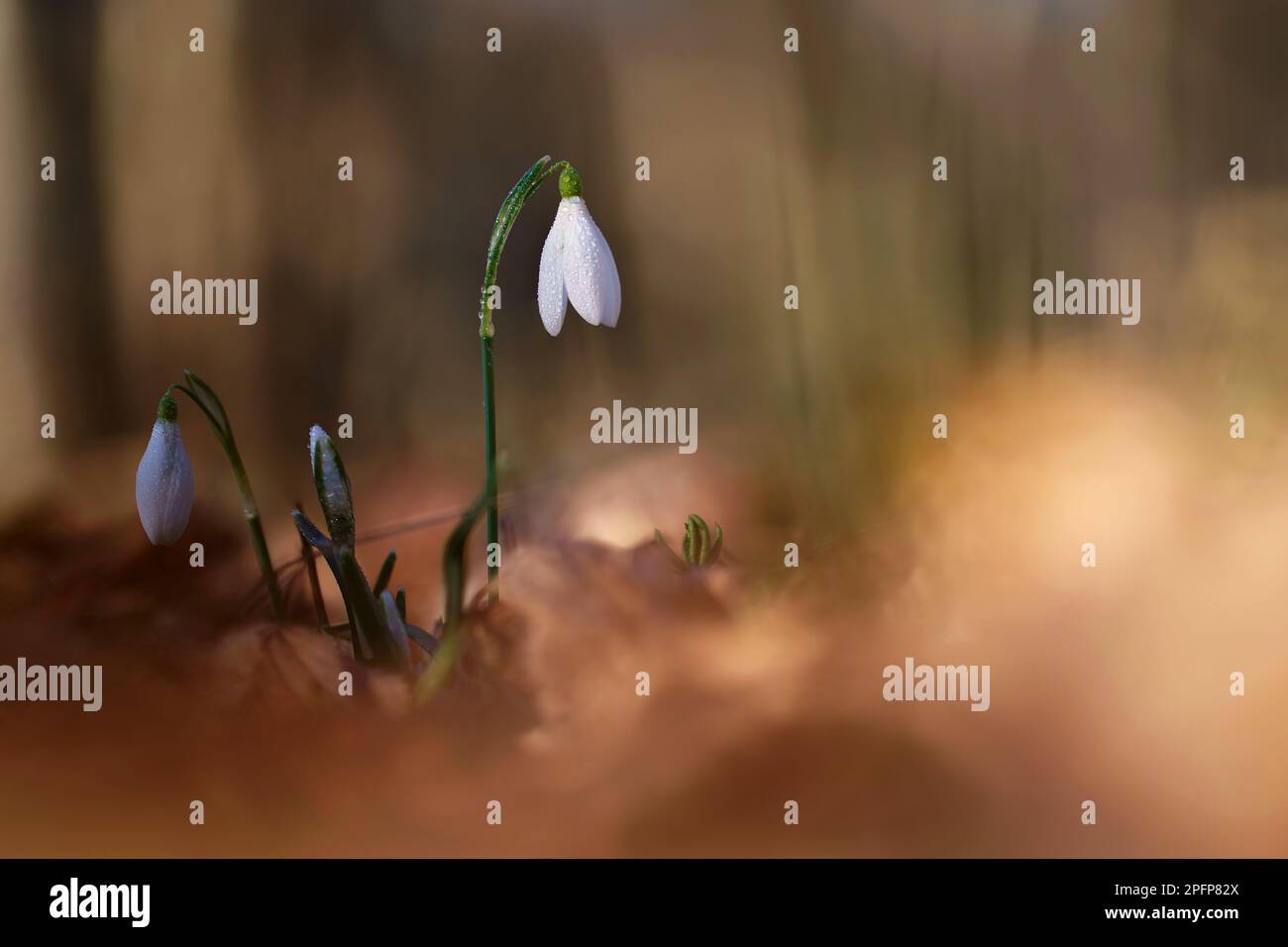 Spring flowers. The first flowering white plants in spring. Natural ...