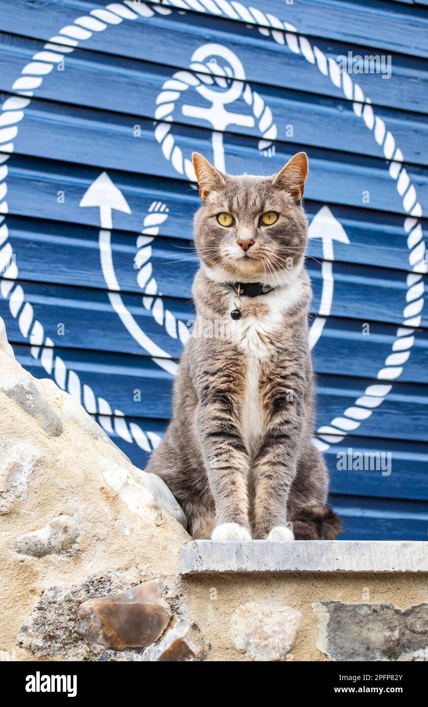 A beautiful light brown and cream coloured cat poses on a stone wall ...