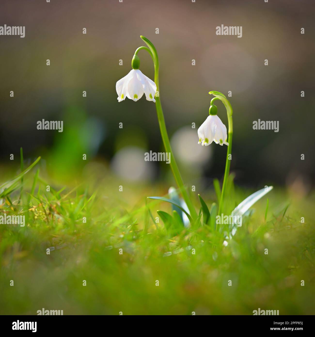 Beautiful first spring flowers in the forest. Nature and outdoor ...
