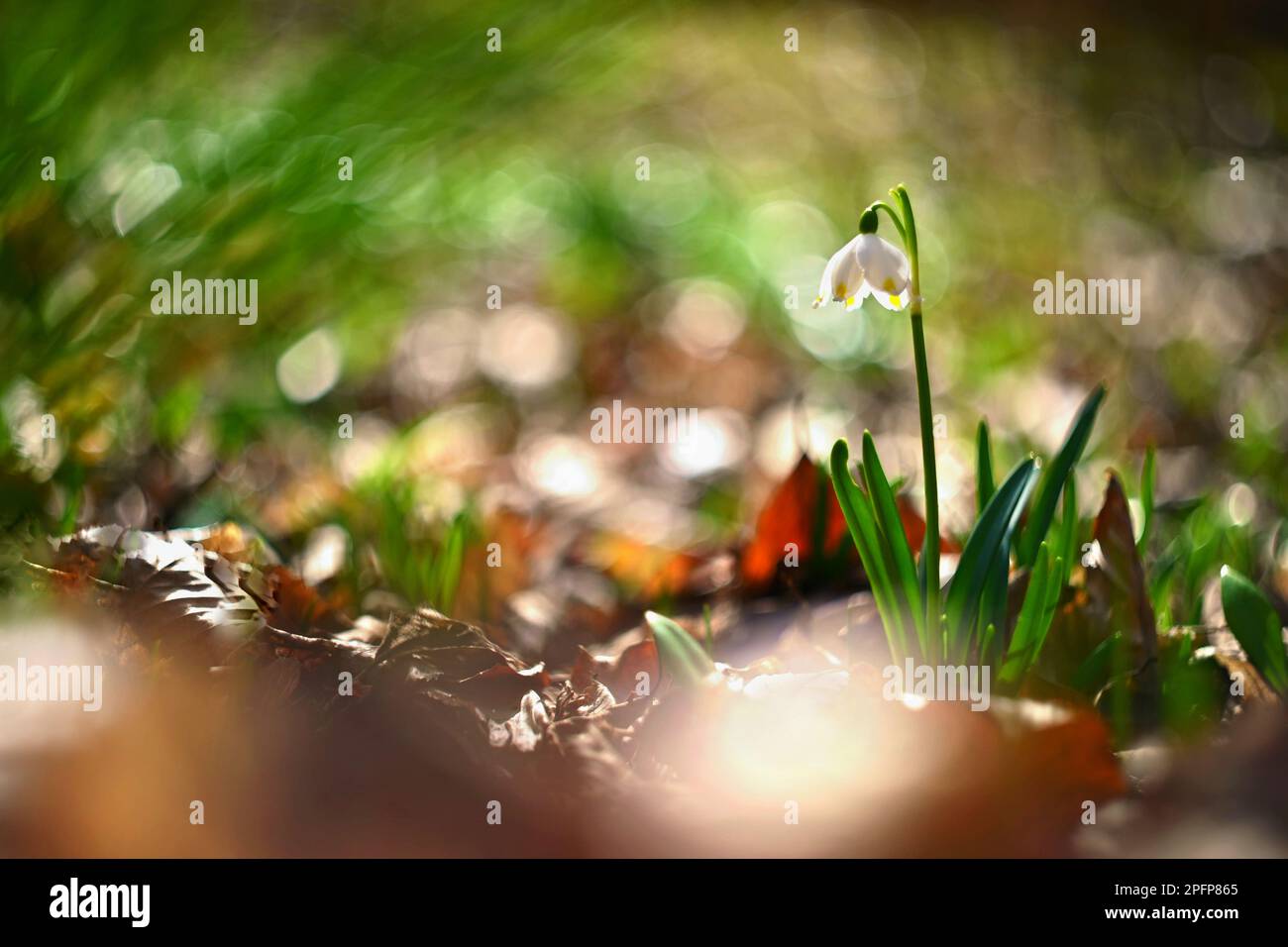 Beautiful first spring flowers in the forest. Nature and outdoor ...