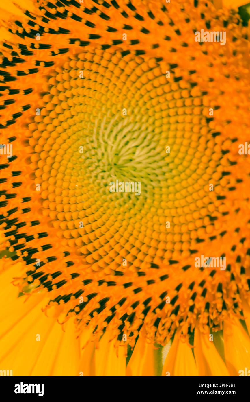 Sunflowers have small seeds stacked in layers in a large number of ...