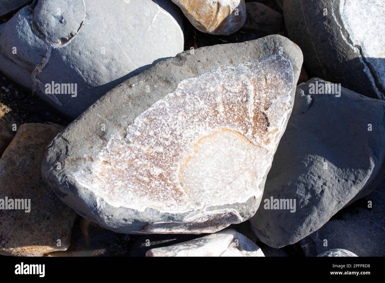 A large, heavy fossil rock lies on the beach between Lyme Regis and ...