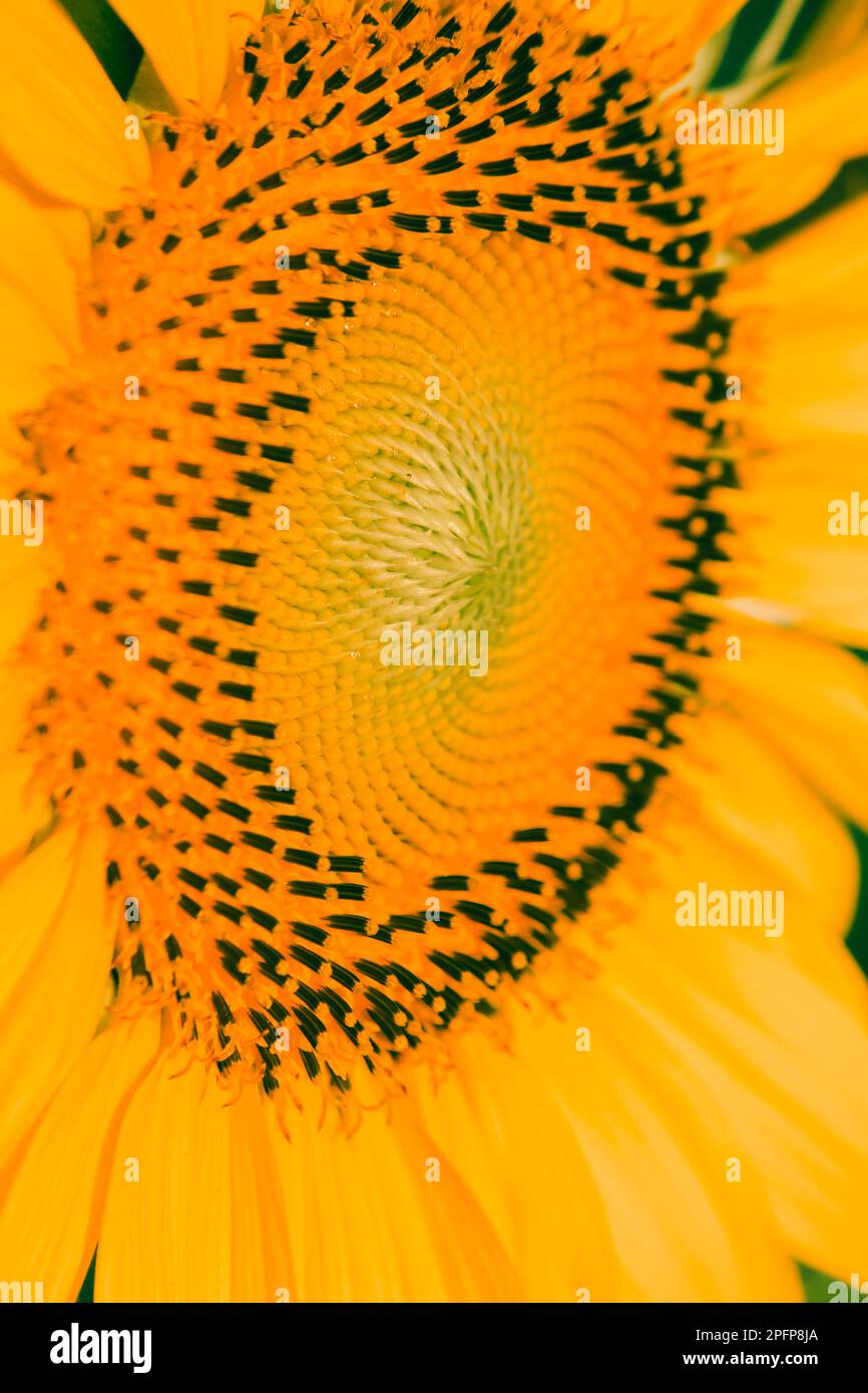 Sunflowers have small seeds stacked in layers in a large number of ...