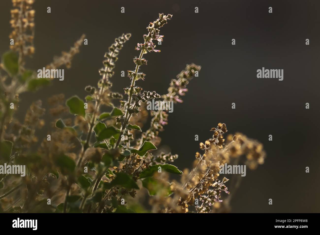Holy basil inflorescence closeup. Selective focus. Tulsi. Ocimum ...
