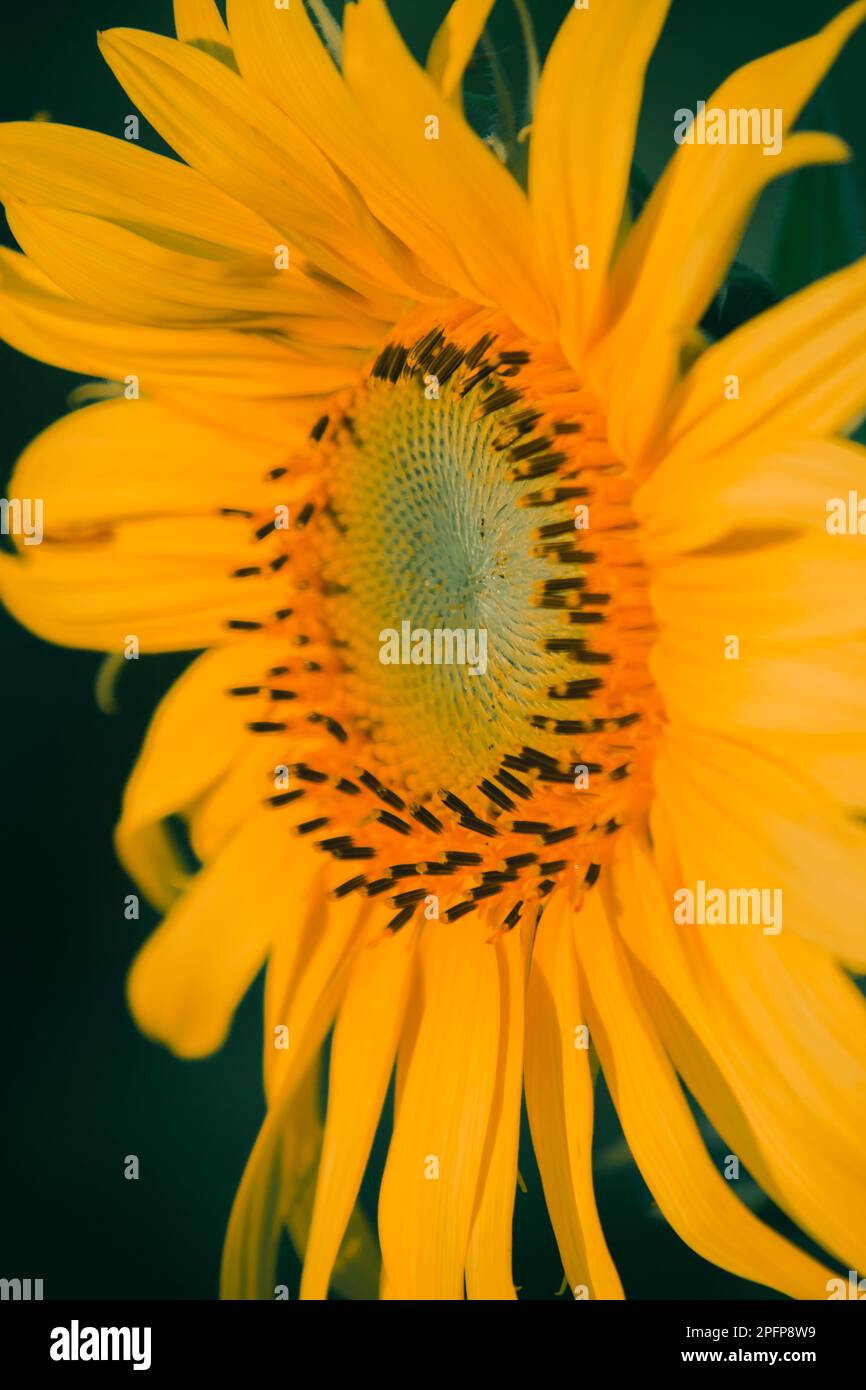 Sunflowers have their petals stacked in layers. The pointed end of the ...