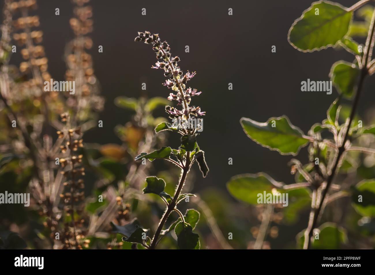 Holy basil inflorescence hi-res stock photography and images - Alamy