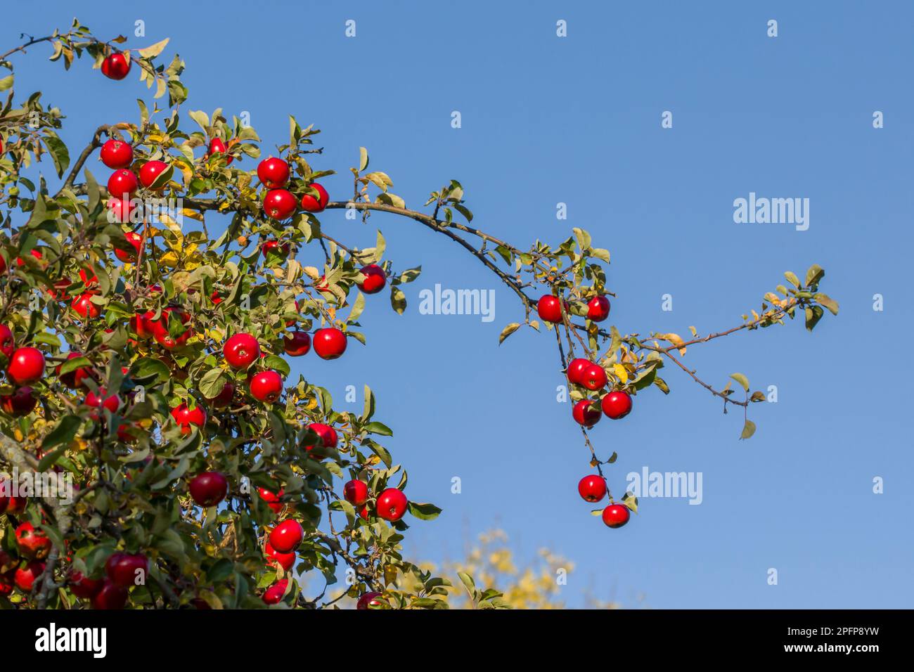 Pple orchard hi-res stock photography and images - Alamy
