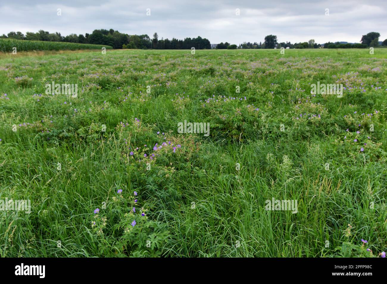 Biodiverse lawn hi-res stock photography and images - Alamy
