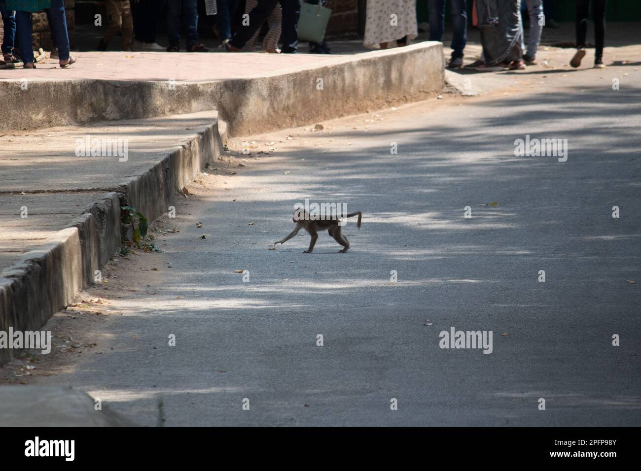 little baby monkey at Bannerghatta national park Bangalore standing in ...
