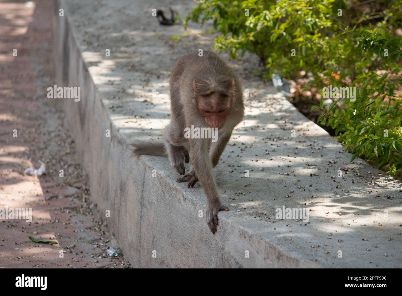 little baby monkey at Bannerghatta national park Bangalore standing in ...
