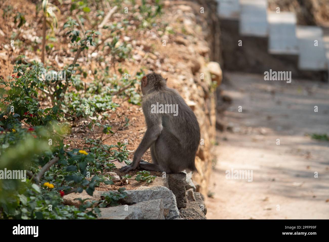 little baby monkey at Bannerghatta national park Bangalore standing in ...