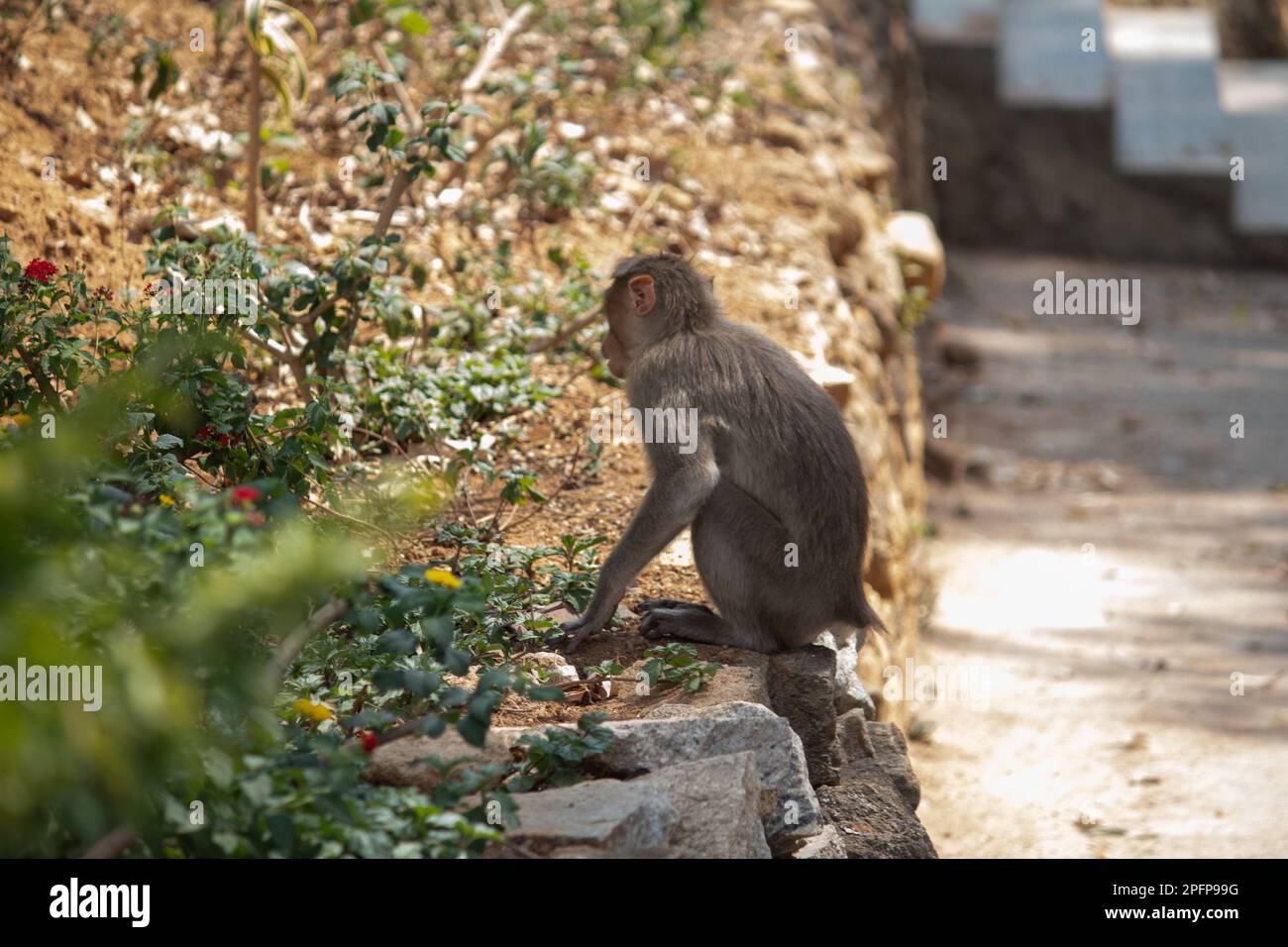 little baby monkey at Bannerghatta national park Bangalore standing in ...