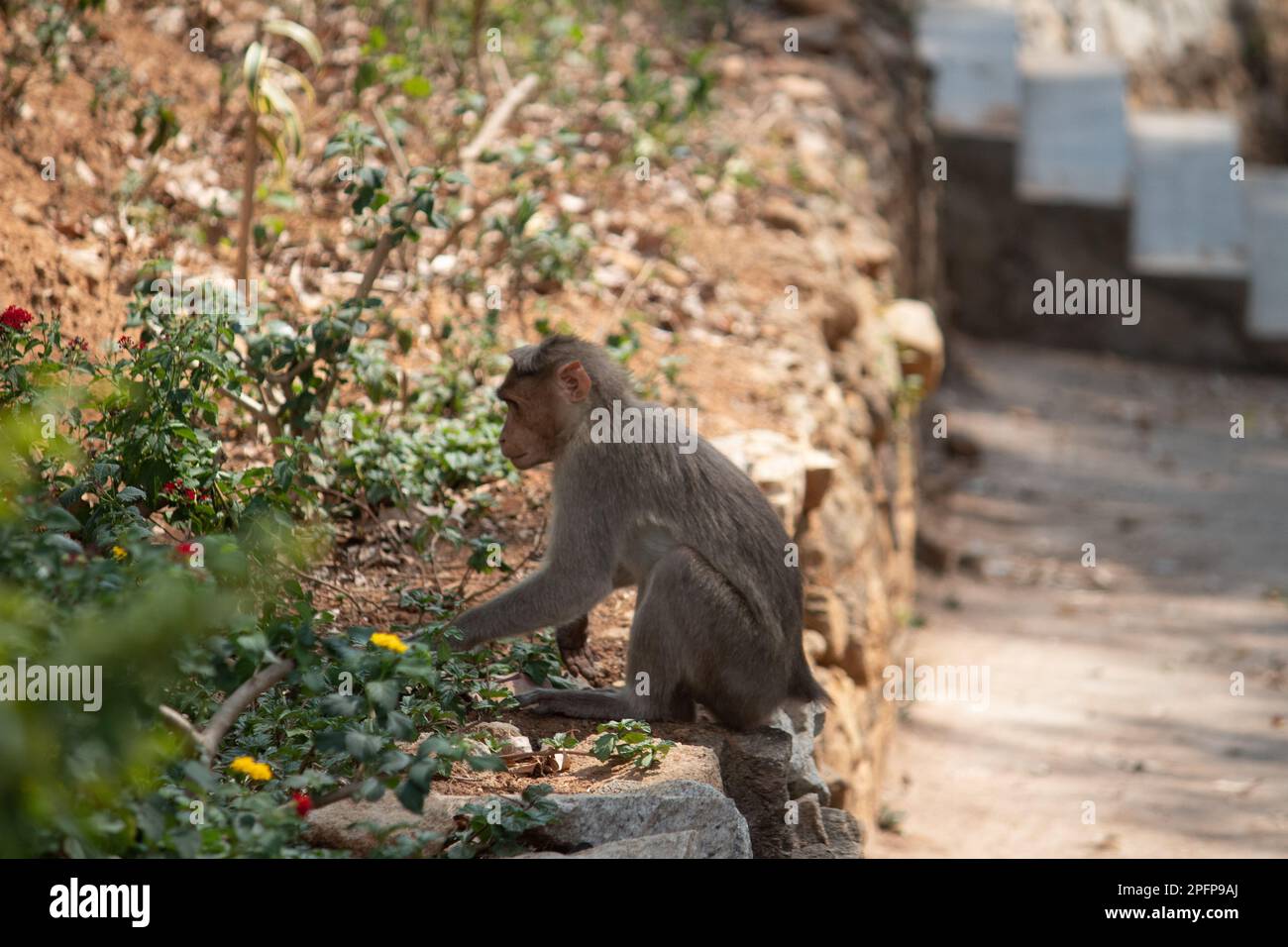 little baby monkey at Bannerghatta national park Bangalore standing in ...