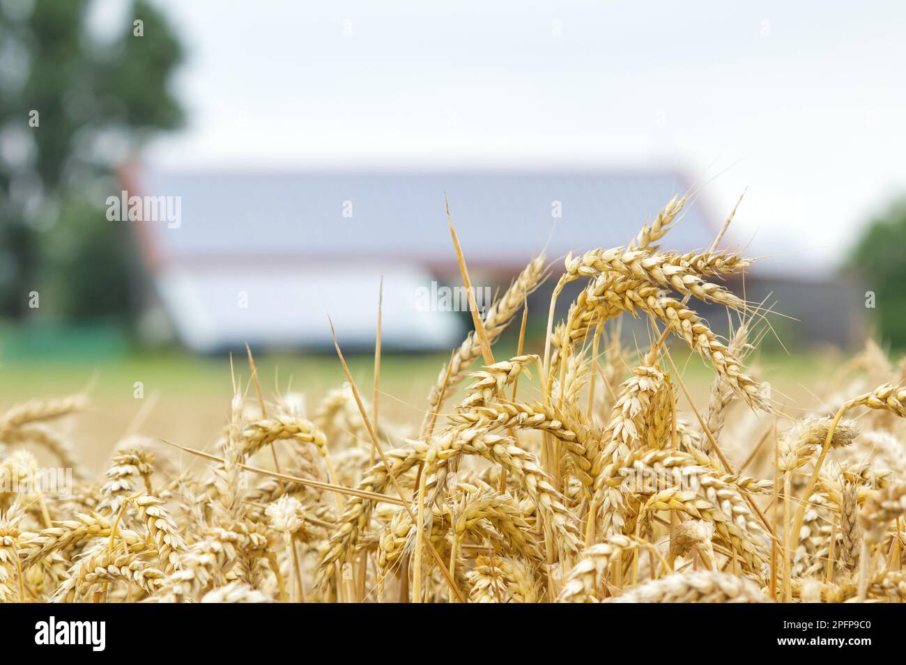 Modernization in German agriculture: Farm buildings with mounted solar ...