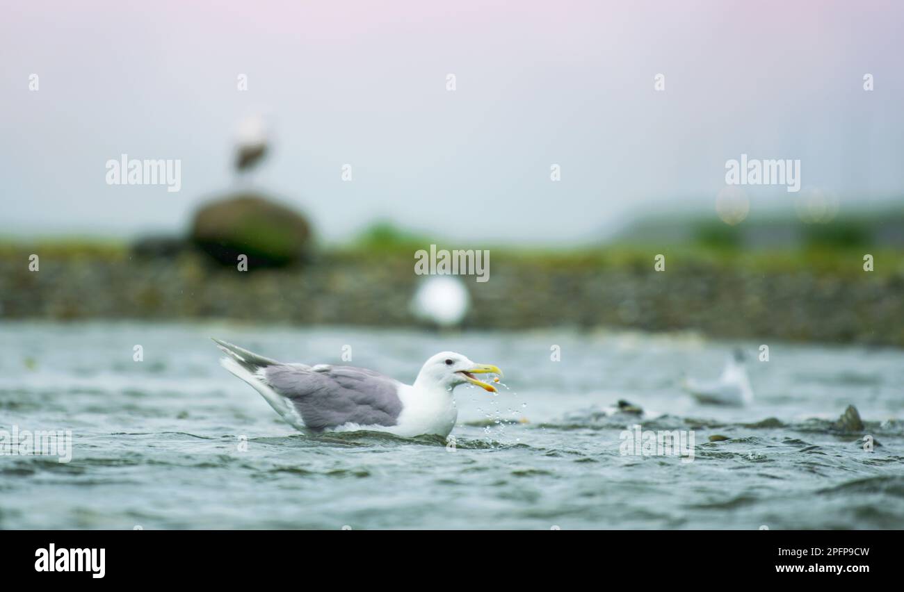 Seagulls shuttle back and forth in the river for food. There's salmon ...