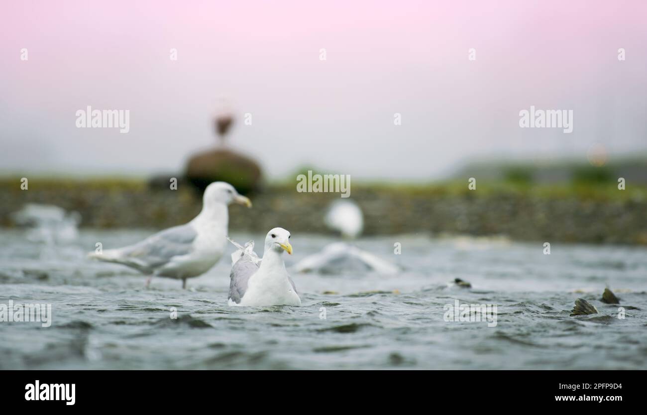 Seagulls shuttle back and forth in the river for food. There's salmon ...