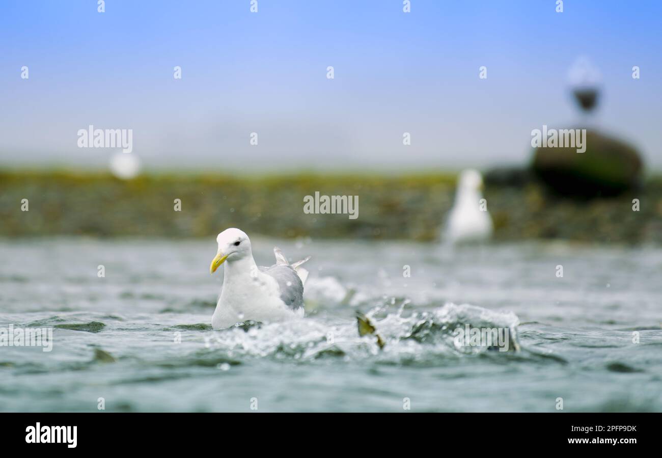 Seagulls shuttle back and forth in the river for food. There's salmon ...