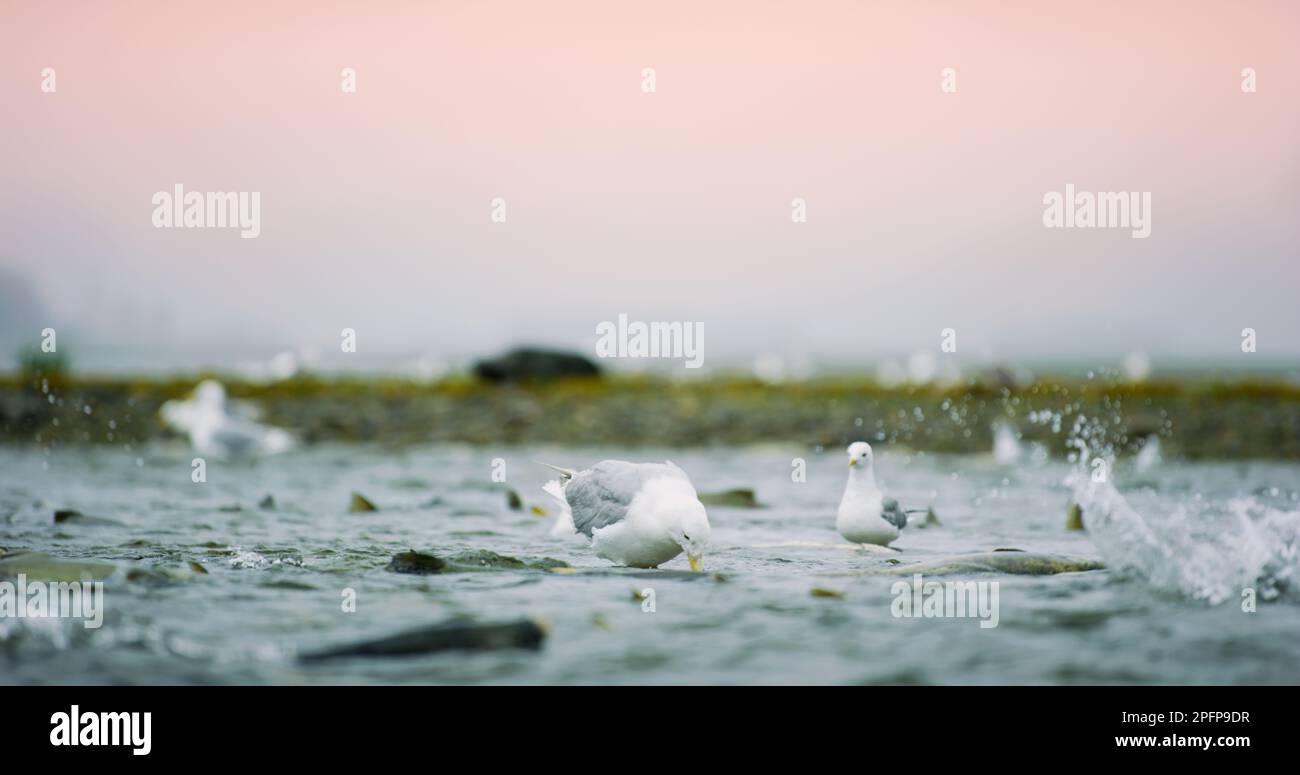 Seagulls shuttle back and forth in the river for food. There's salmon ...