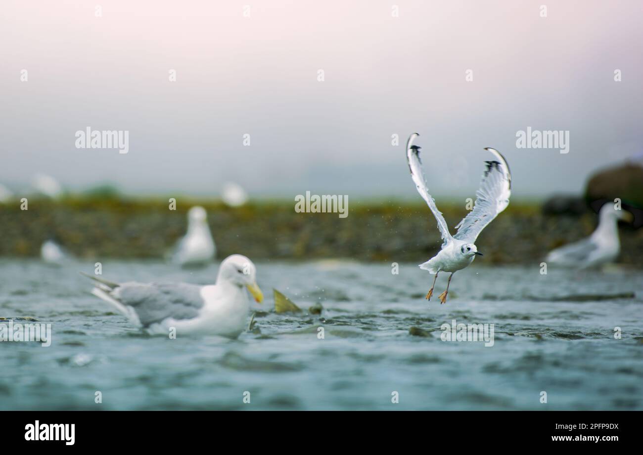 Seagulls shuttle back and forth in the river for food. There's salmon ...