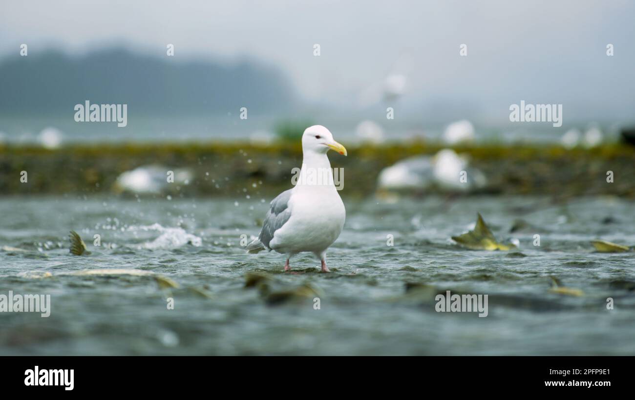 Seagulls shuttle back and forth in the river for food. There's salmon ...