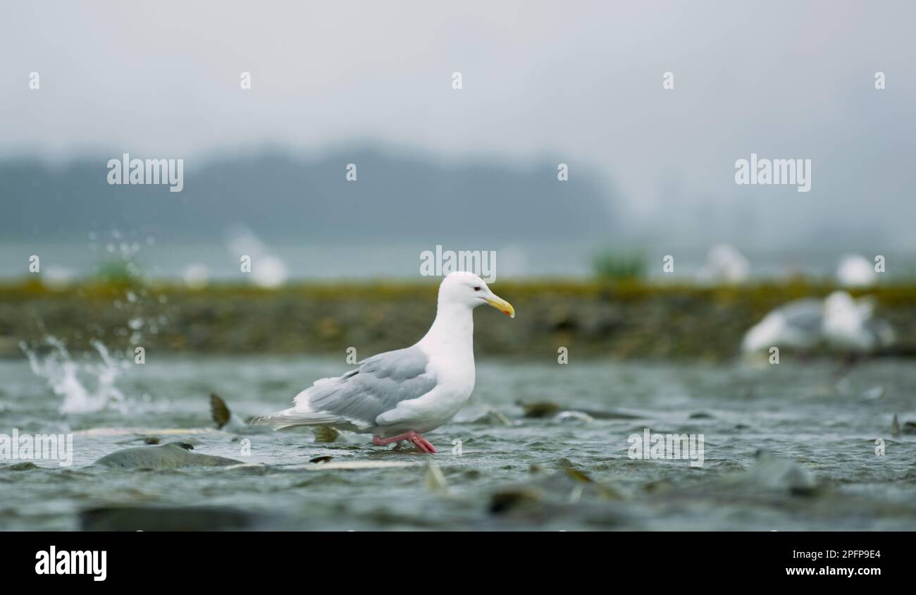 Seagulls shuttle back and forth in the river for food. There's salmon ...