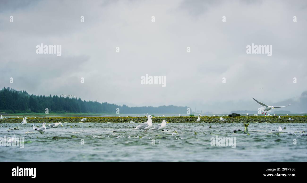 Seagulls shuttle back and forth in the river for food. There's salmon ...