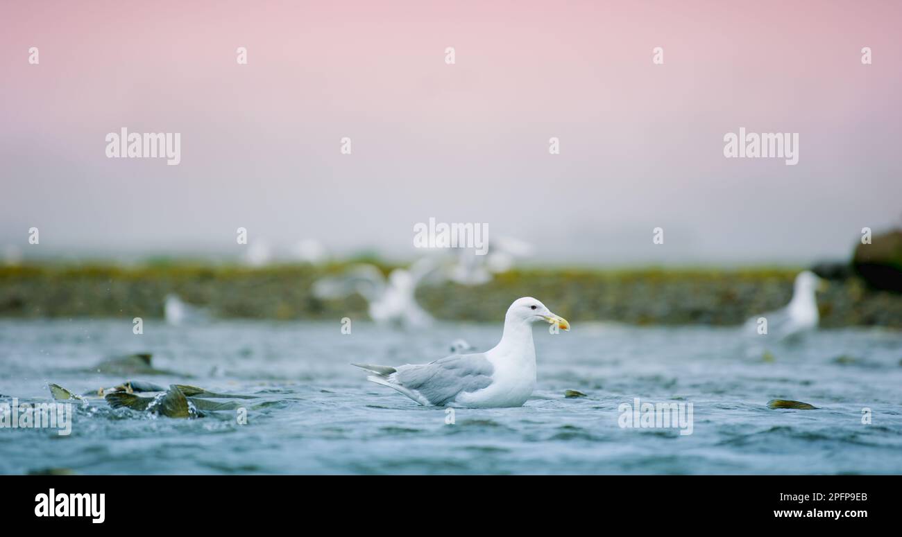 Seagulls shuttle back and forth in the river for food. There's salmon ...