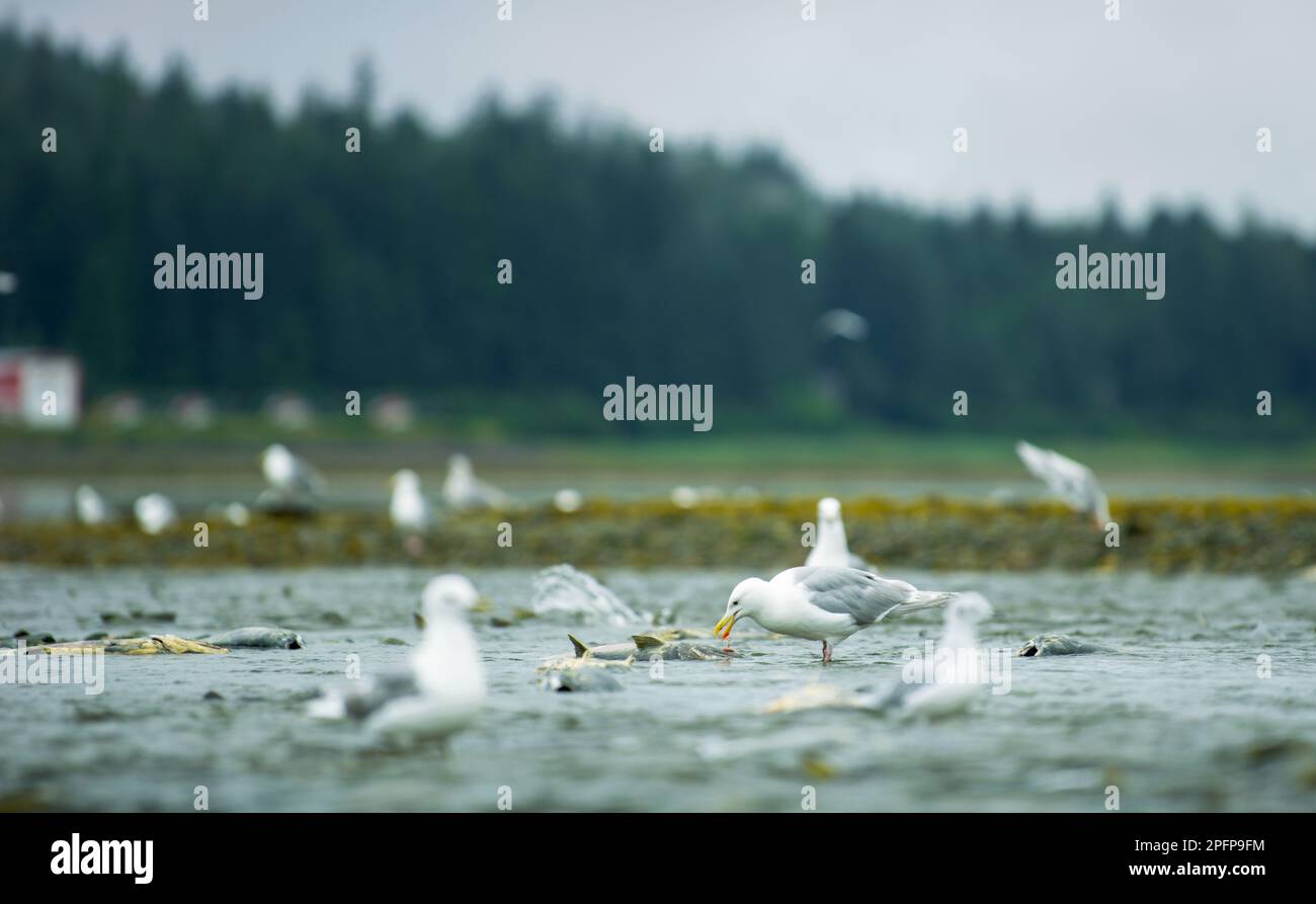 Seagulls shuttle back and forth in the river for food. There's salmon ...