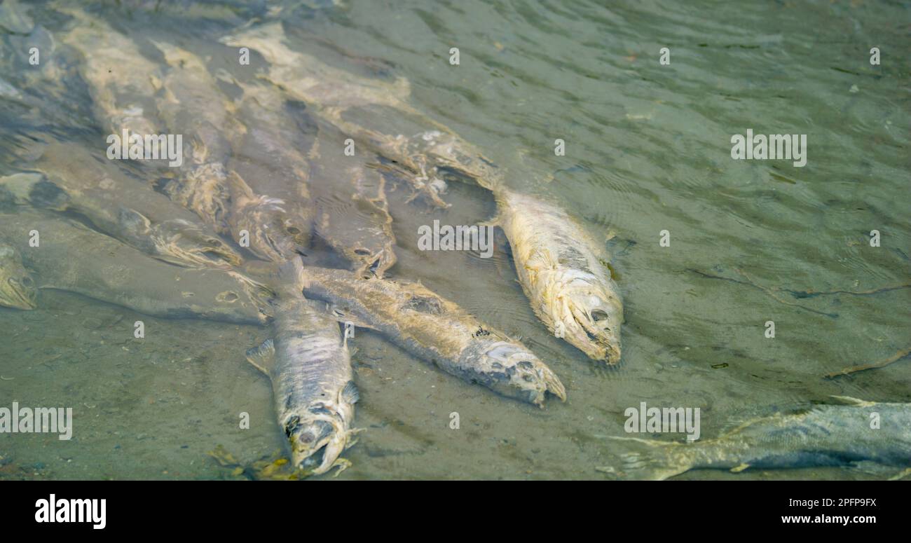 Desperate Struggle. Salmon Struggle to Survive in the River. Salmon ...