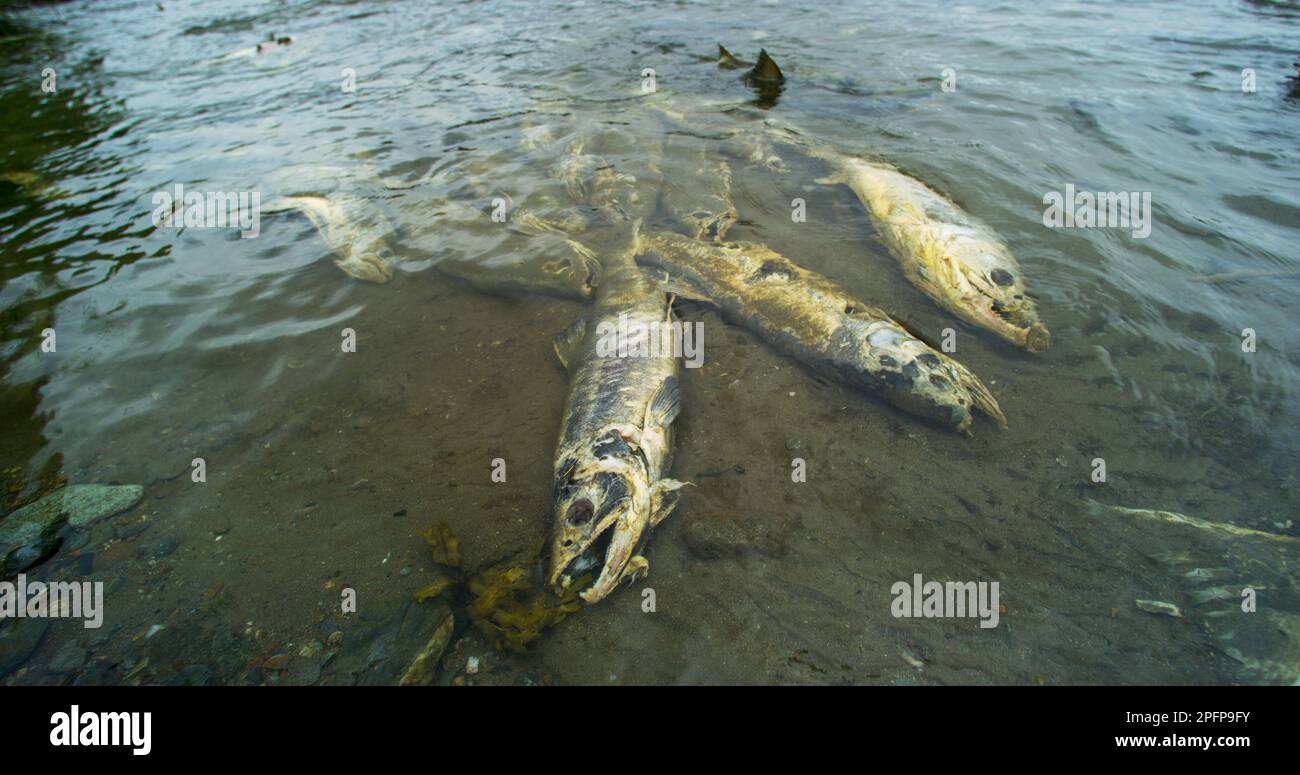 Desperate Struggle. Salmon Struggle to Survive in the River. Salmon ...