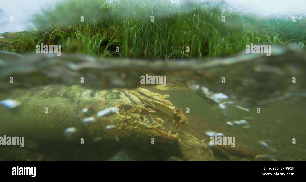 Salmon carcasses float on the bottom of the river. underwater ...