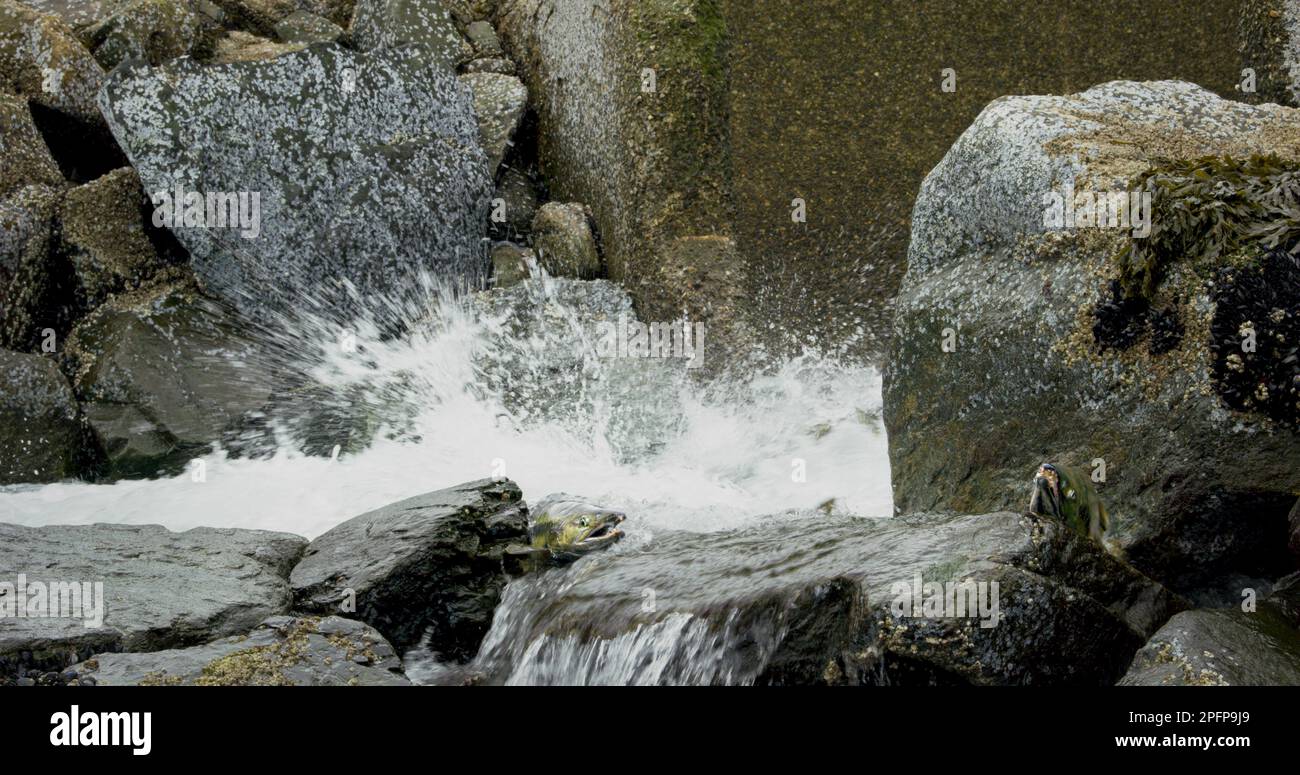 Salmon leap onto rocky riverbeds and swim upstream with rapids. Alaskan ...