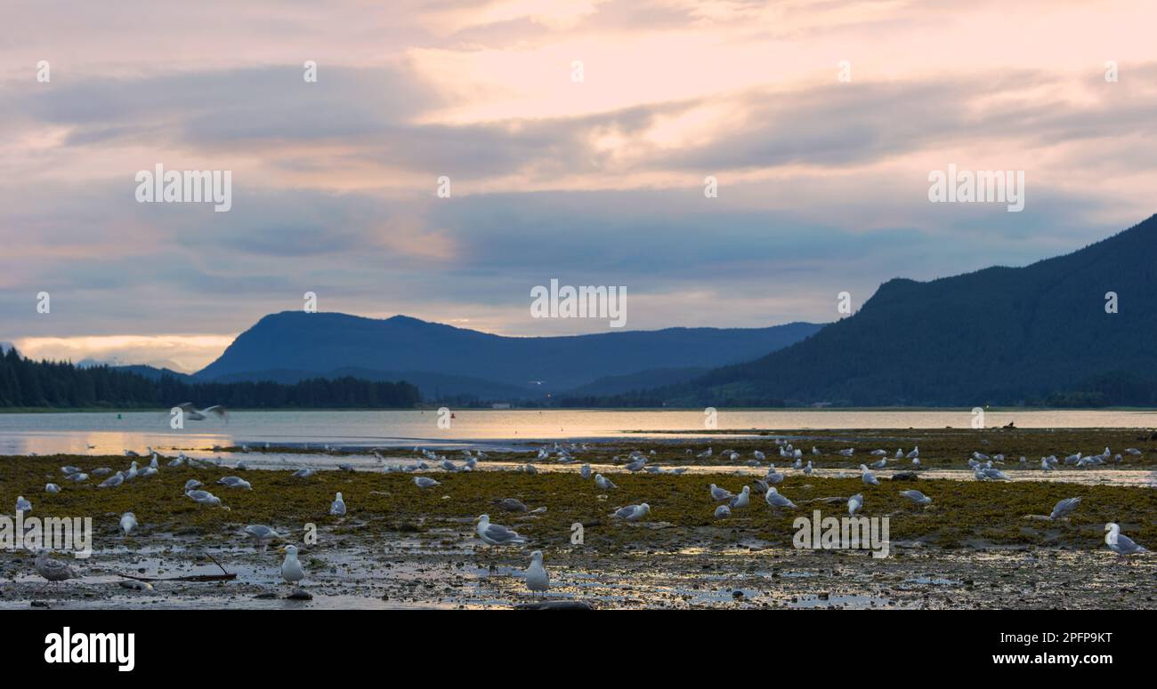 Eagles and seagulls feast on the river. Schools of salmon swim back to ...