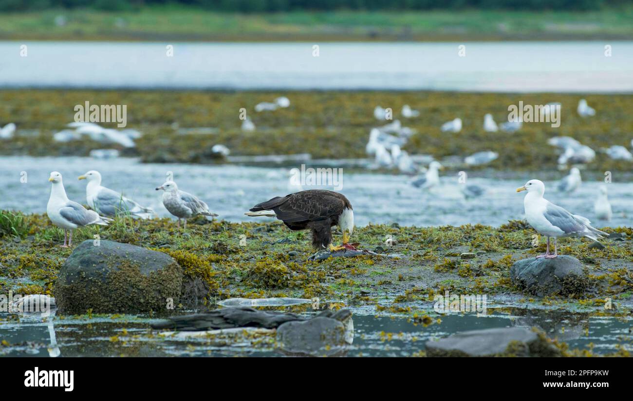 Eagles and seagulls feast on the river. Schools of salmon swim back to ...