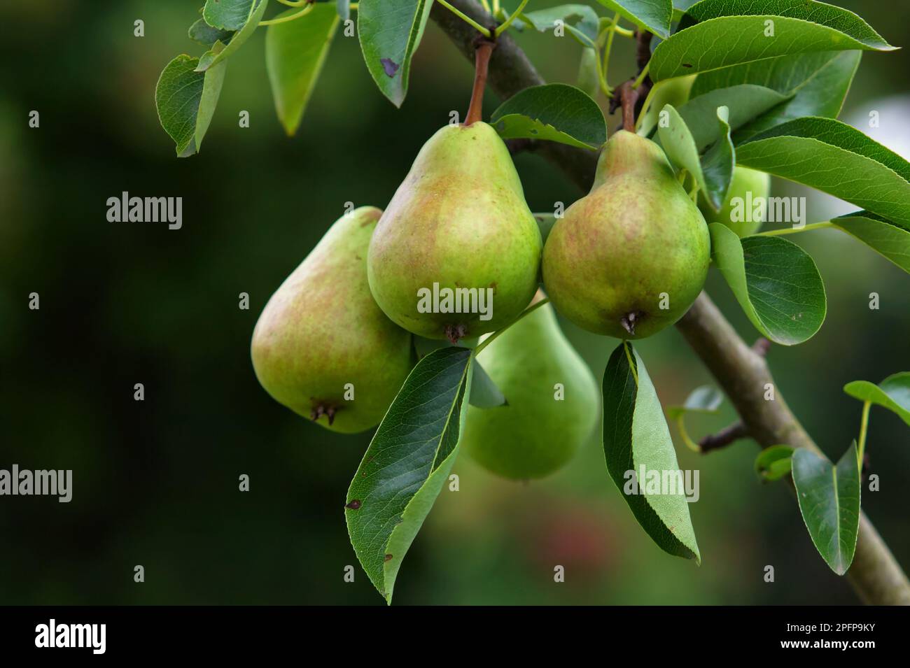Several fresh pears hanging from tree branch in autumn before harvest ...