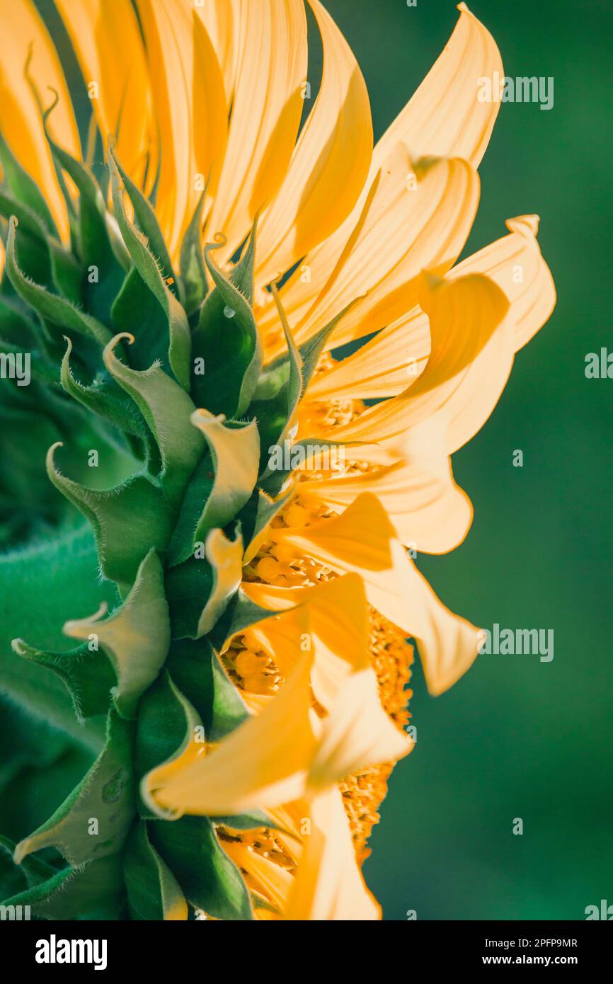 Sunflowers have their petals stacked in layers. The pointed end of the ...