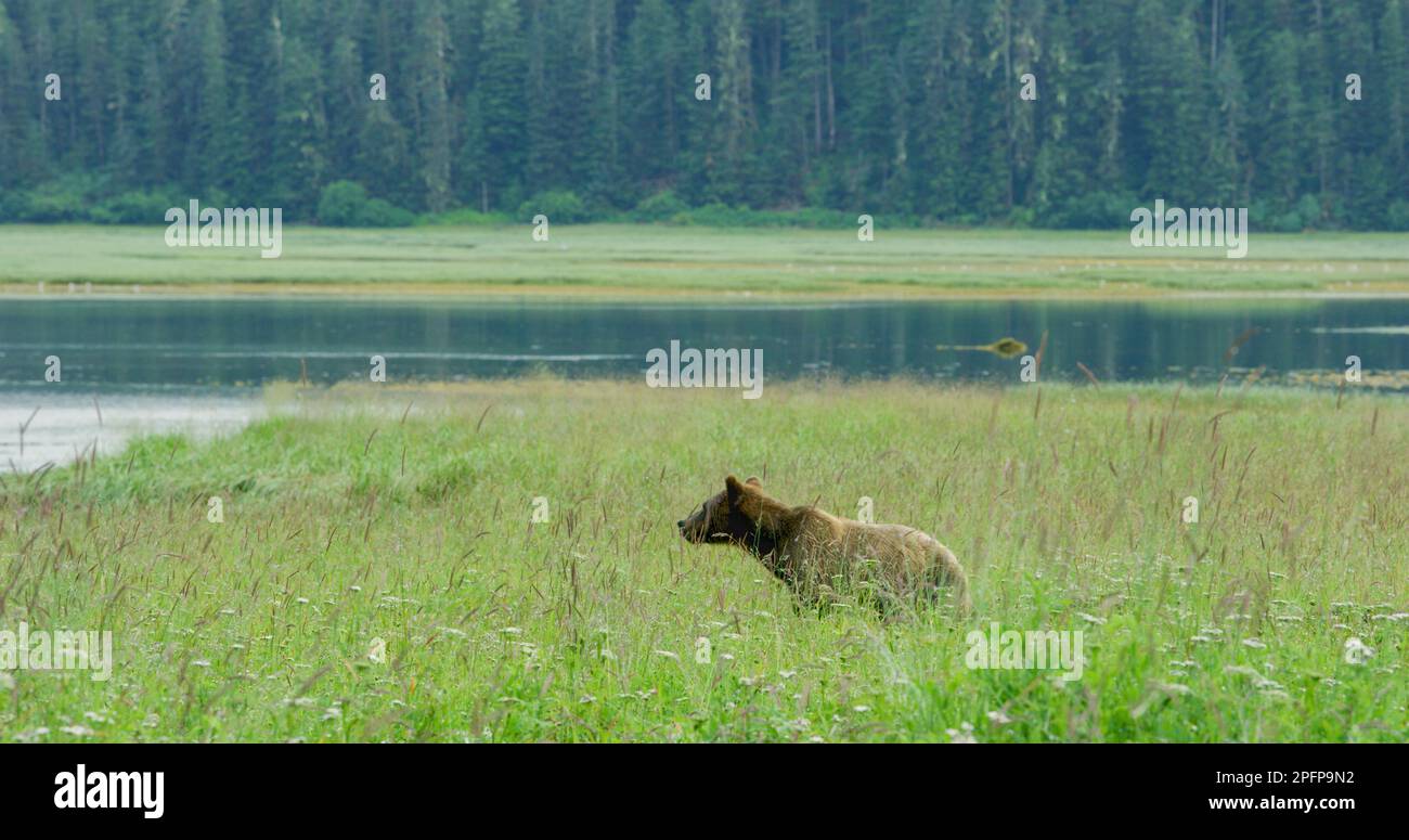 A brown bear is walking leisurely on the green grass. Life in the Wild ...