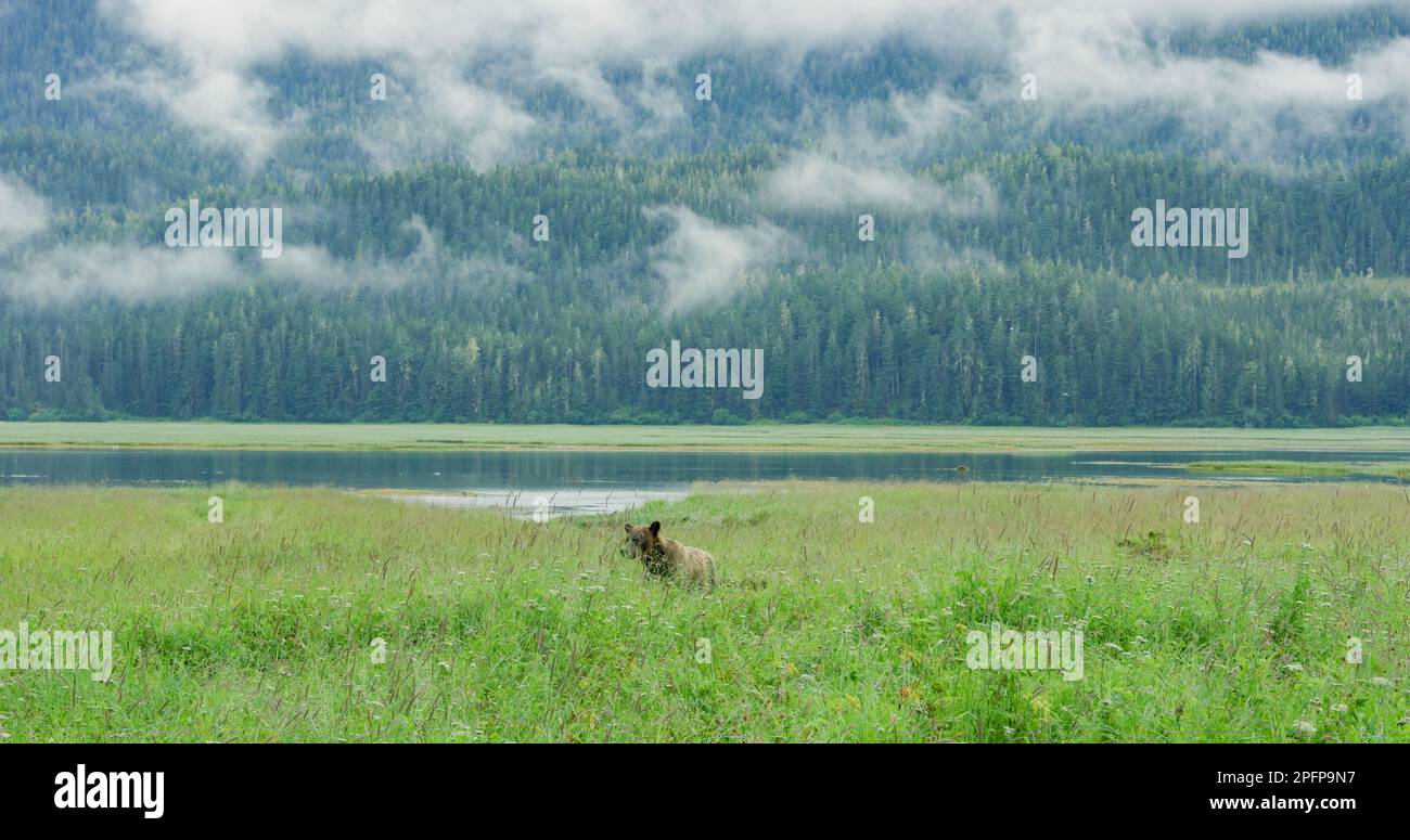 A brown bear is walking leisurely on the green grass. Life in the Wild ...