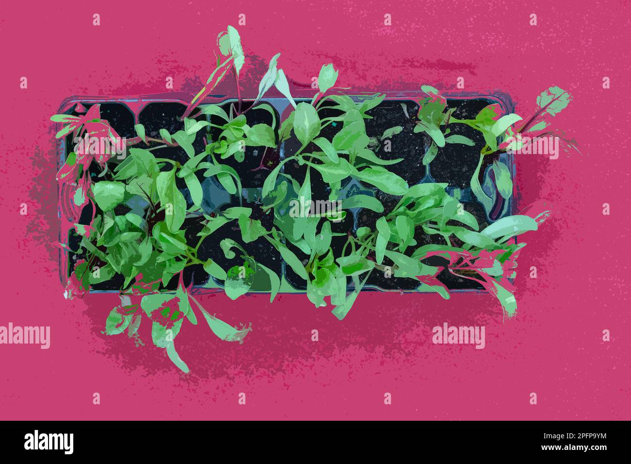 Closeup illustration of beetroot seedlings in a tray with a pink ...