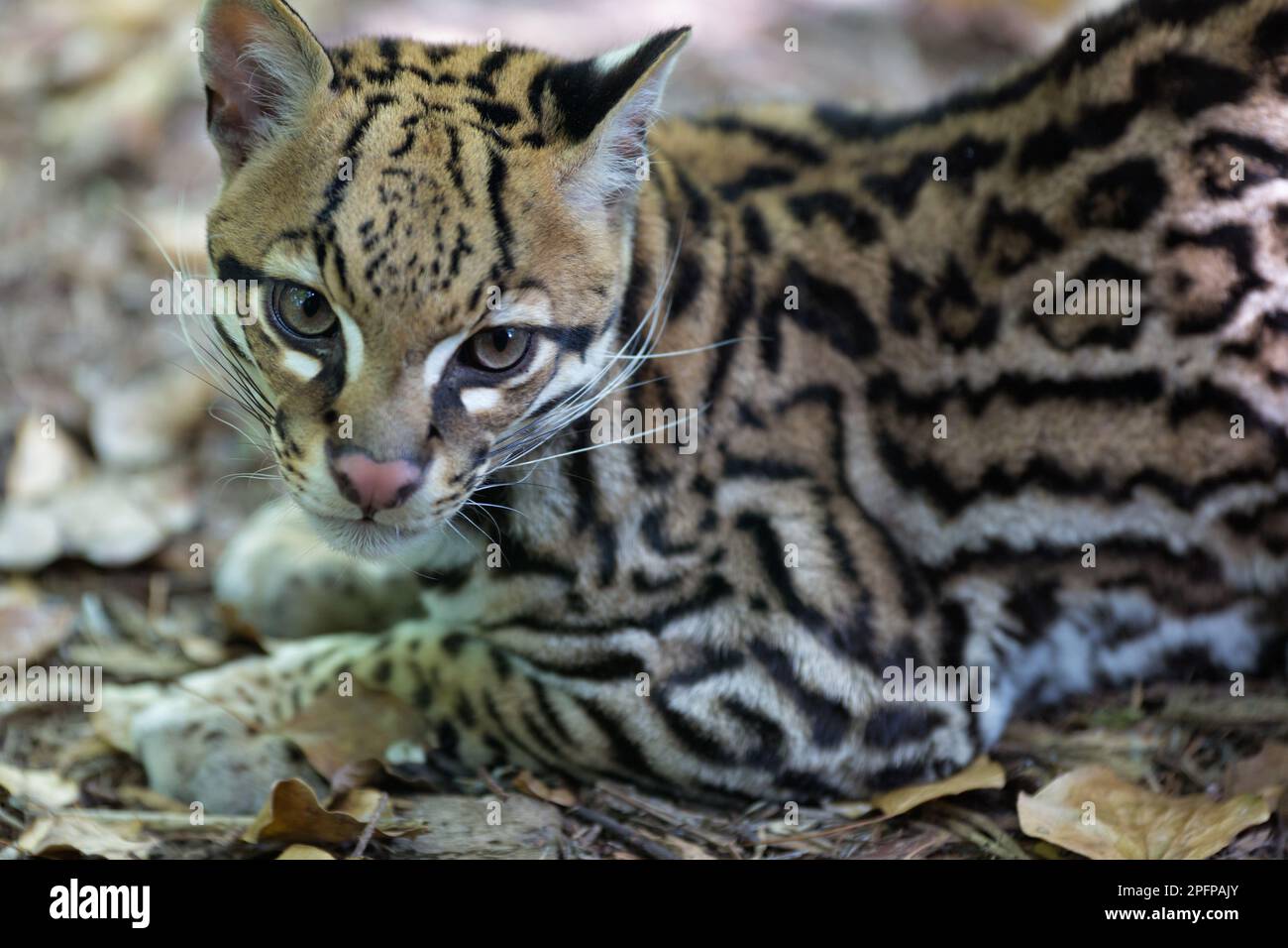 Look looking down at ground hi-res stock photography and images - Alamy