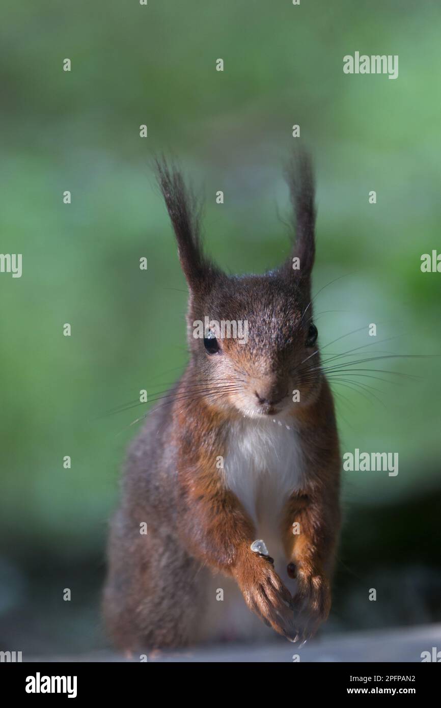 Look european hi-res stock photography and images - Alamy