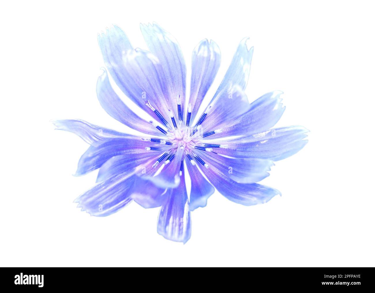 Isolated blue chicory flower. Macro of intybus. Coffee alternative. Inulin Stock Photo - Alamy
